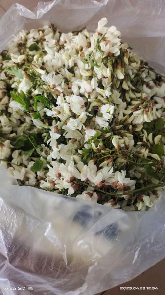 洋槐花饺子馅怎么做_洋槐花包饺子好吃吗-第1张图片-山城妙识 洋槐花饺子馅怎么做_洋槐花包饺子好吃吗-第1张图片-山城妙识