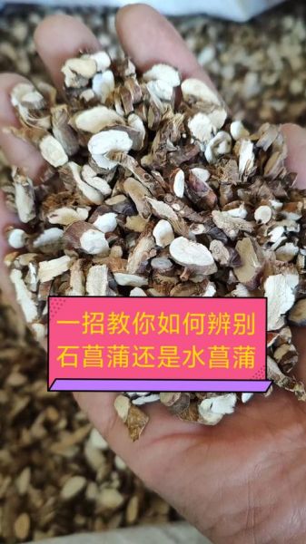 石菖蒲图片_如何辨别真假-第1张图片-山城妙识