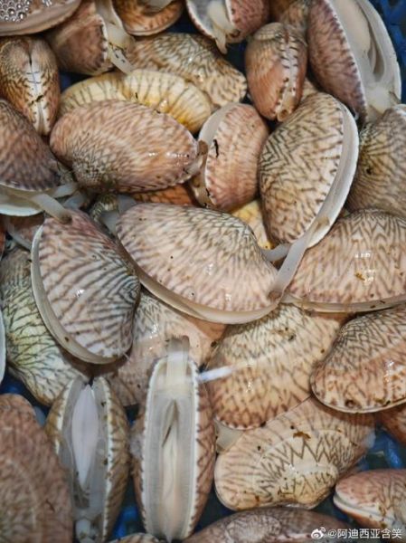 油蛤价格多少钱一斤_油蛤价格受哪些因素影响-第3张图片-山城妙识