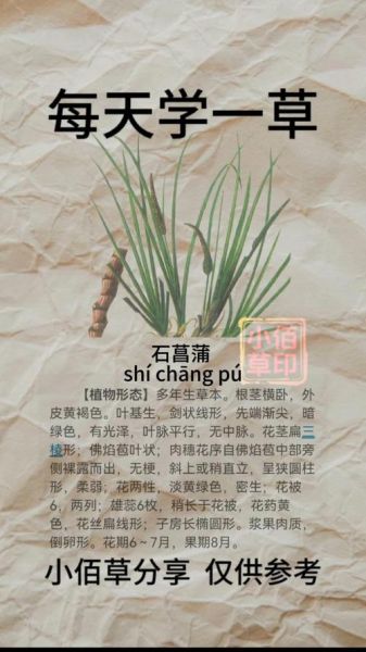 石菖蒲图片_如何辨别真假-第2张图片-山城妙识