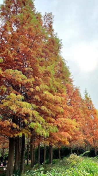 水杉树图片怎么拍_水杉树什么时候最美-第1张图片-山城妙识
