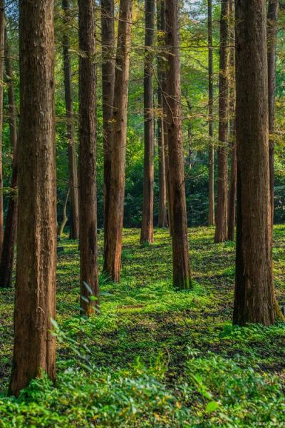 水杉树图片怎么拍_水杉树什么时候最美-第3张图片-山城妙识