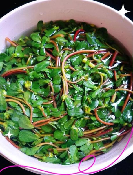 凉拌马齿苋怎么做_马齿苋凉拌前要焯水吗-第1张图片-山城妙识