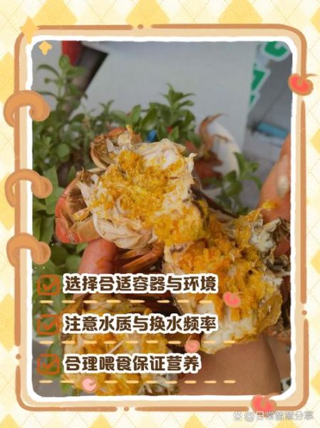 螃蟹怎么喂食_螃蟹一天喂几次-第3张图片-山城妙识