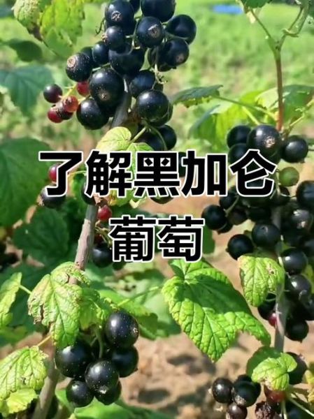 黑加仑图片大全大图_黑加仑和葡萄有什么区别-第2张图片-山城妙识