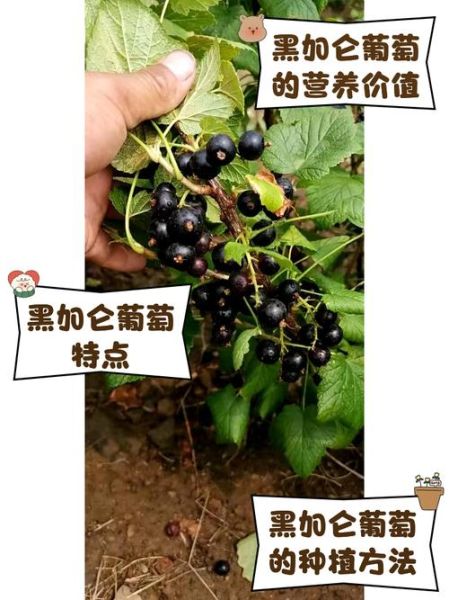 黑加仑图片大全大图_黑加仑和葡萄有什么区别-第3张图片-山城妙识