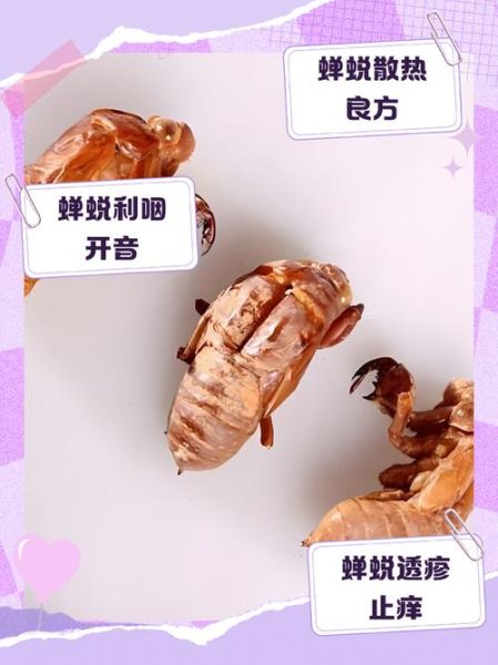 知了壳怎么吃_知了壳功效最好-第1张图片-山城妙识 知了壳怎么吃_知了壳功效最好-第1张图片-山城妙识