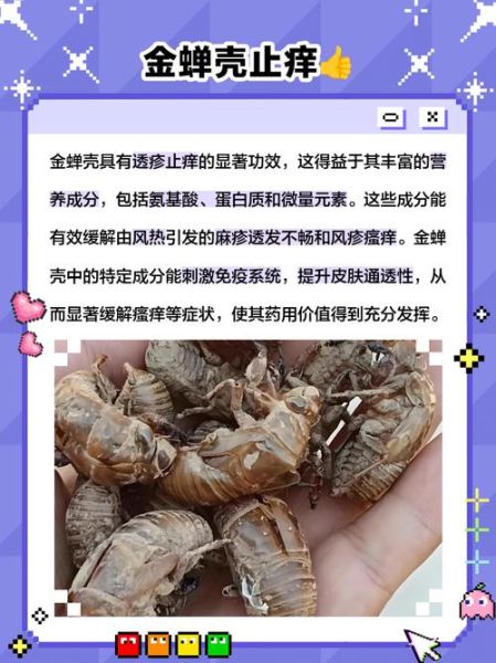 知了壳怎么吃_知了壳功效最好-第3张图片-山城妙识 知了壳怎么吃_知了壳功效最好-第3张图片-山城妙识