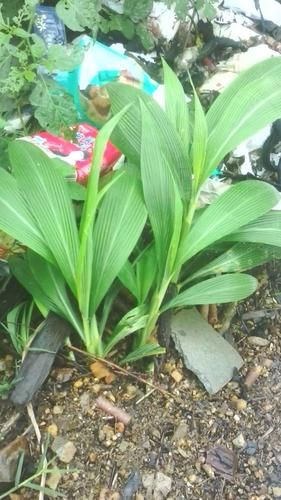 黄粑叶是什么植物_黄粑叶的功效与作用-第2张图片-山城妙识