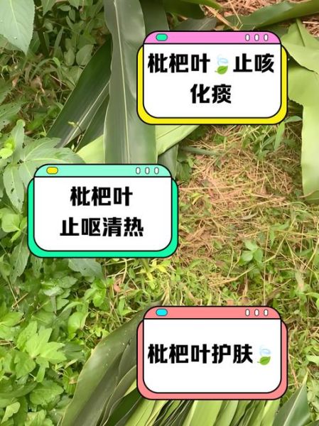 黄粑叶是什么植物_黄粑叶的功效与作用-第1张图片-山城妙识