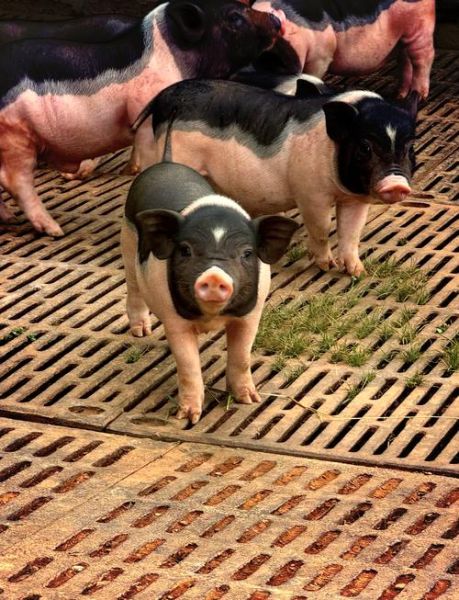 养小香猪的血泪教训_新手避坑指南-第1张图片-山城妙识 养小香猪的血泪教训_新手避坑指南-第1张图片-山城妙识