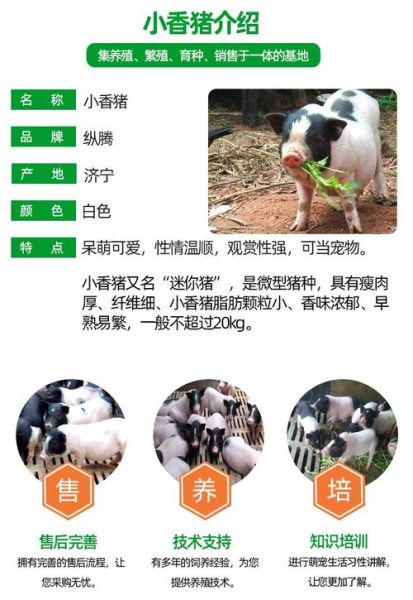 养小香猪的血泪教训_新手避坑指南-第2张图片-山城妙识 养小香猪的血泪教训_新手避坑指南-第2张图片-山城妙识