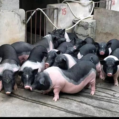 养小香猪的血泪教训_新手避坑指南-第3张图片-山城妙识 养小香猪的血泪教训_新手避坑指南-第3张图片-山城妙识