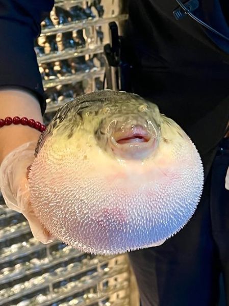 一条河豚能毒死多少人_河豚毒素致死量-第1张图片-山城妙识