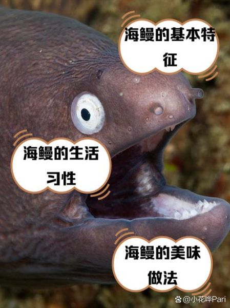 海鳗咬人_海鳗咬人怎么办-第1张图片-山城妙识