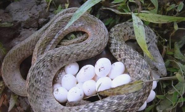 草花蛇有毒吗_草花蛇能当宠物养吗-第1张图片-山城妙识