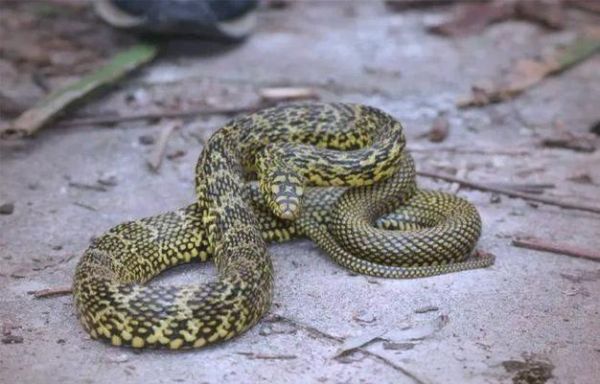 草花蛇有毒吗_草花蛇能当宠物养吗-第3张图片-山城妙识