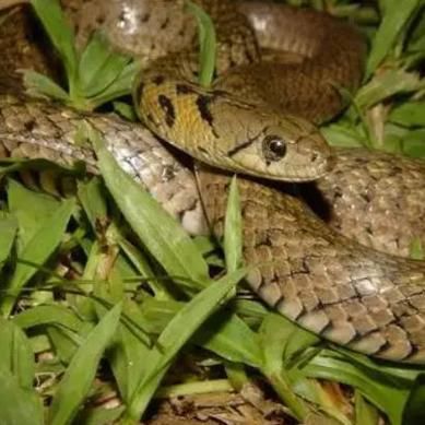 草花蛇有毒吗_草花蛇能当宠物养吗-第2张图片-山城妙识