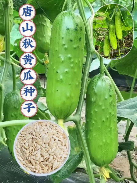 秋黄瓜和普通黄瓜的区别_哪个更好吃-第2张图片-山城妙识