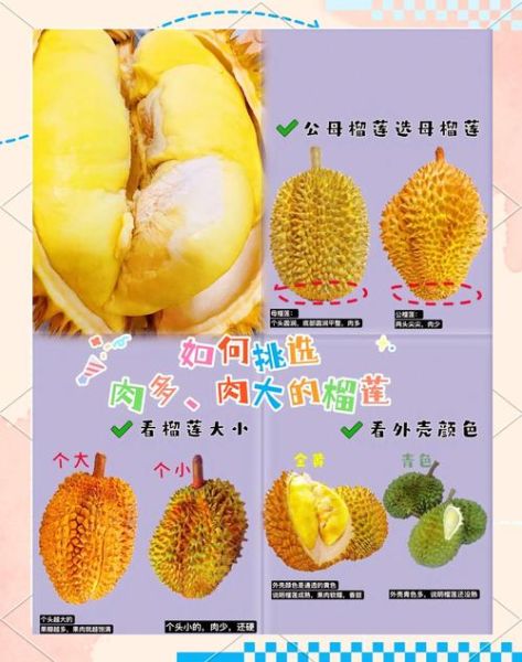 榴莲网购怎么选_网购榴莲靠谱吗-第2张图片-山城妙识 榴莲网购怎么选_网购榴莲靠谱吗-第2张图片-山城妙识