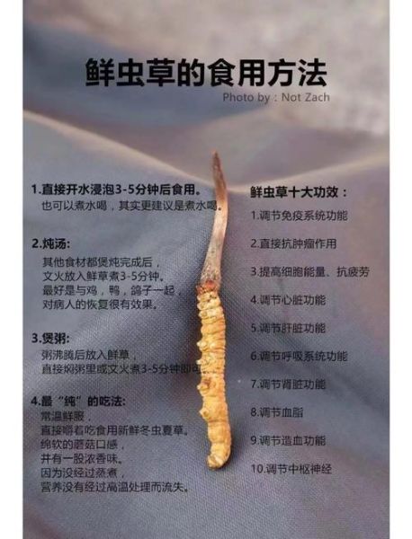 新鲜虫草的功效与作用_新鲜虫草怎么吃效果最好-第3张图片-山城妙识 新鲜虫草的功效与作用_新鲜虫草怎么吃效果最好-第3张图片-山城妙识