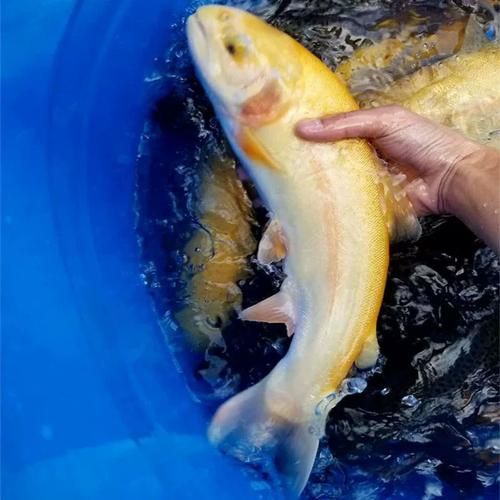 金鳟鱼和三文鱼有什么区别_哪个营养价值更高-第2张图片-山城妙识