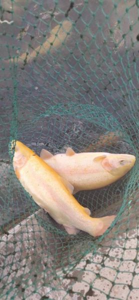 金鳟鱼和三文鱼有什么区别_哪个营养价值更高-第1张图片-山城妙识