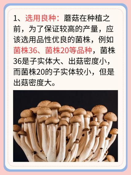 红蘑菇种植方法_红蘑菇种植条件-第2张图片-山城妙识