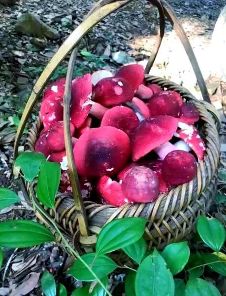 红蘑菇种植方法_红蘑菇种植条件-第1张图片-山城妙识