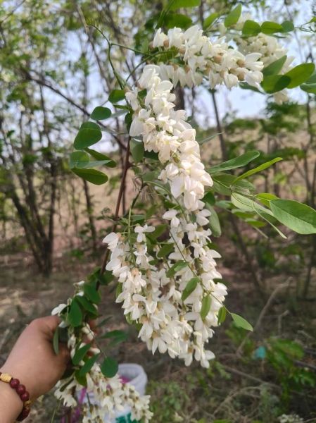 洋槐花几月开花_花期持续多久-第3张图片-山城妙识 洋槐花几月开花_花期持续多久-第3张图片-山城妙识