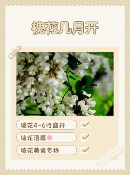 洋槐花几月开花_花期持续多久-第1张图片-山城妙识 洋槐花几月开花_花期持续多久-第1张图片-山城妙识