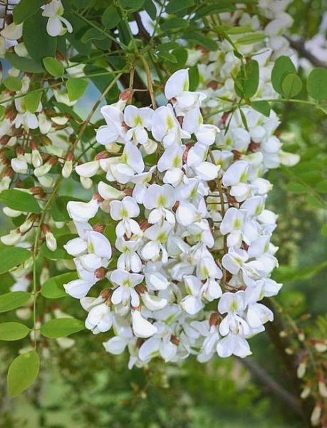洋槐花几月开花_花期持续多久-第2张图片-山城妙识 洋槐花几月开花_花期持续多久-第2张图片-山城妙识