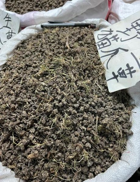 猫爪草长什么样_猫爪草图片怎么辨别真假-第1张图片-山城妙识