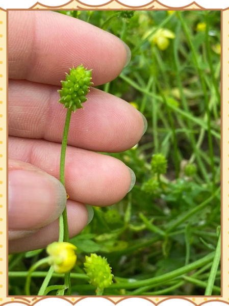 猫爪草长什么样_猫爪草图片怎么辨别真假-第3张图片-山城妙识