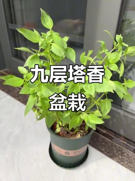 九层塔怎么种_九层塔种植方法-第3张图片-山城妙识 九层塔怎么种_九层塔种植方法-第3张图片-山城妙识