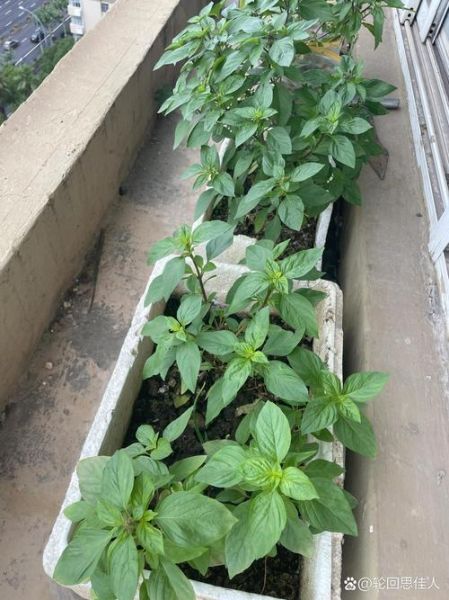 九层塔怎么种_九层塔种植方法-第2张图片-山城妙识 九层塔怎么种_九层塔种植方法-第2张图片-山城妙识