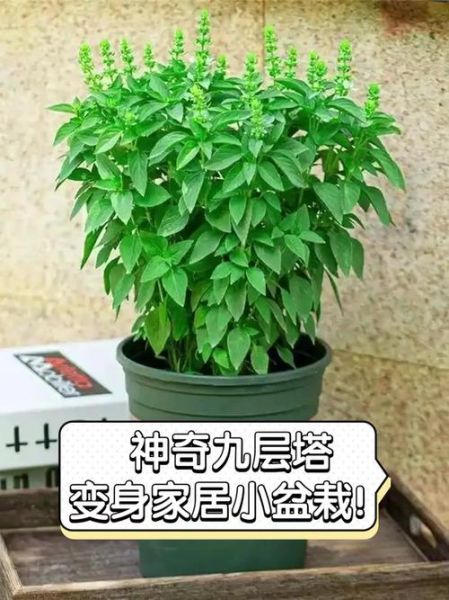 九层塔怎么种_九层塔种植方法-第1张图片-山城妙识 九层塔怎么种_九层塔种植方法-第1张图片-山城妙识