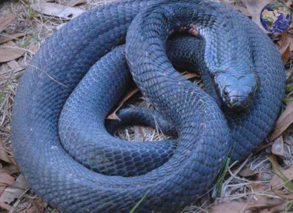 世界最毒的毒蛇第一名是什么_毒性有多强-第1张图片-山城妙识 世界最毒的毒蛇第一名是什么_毒性有多强-第1张图片-山城妙识