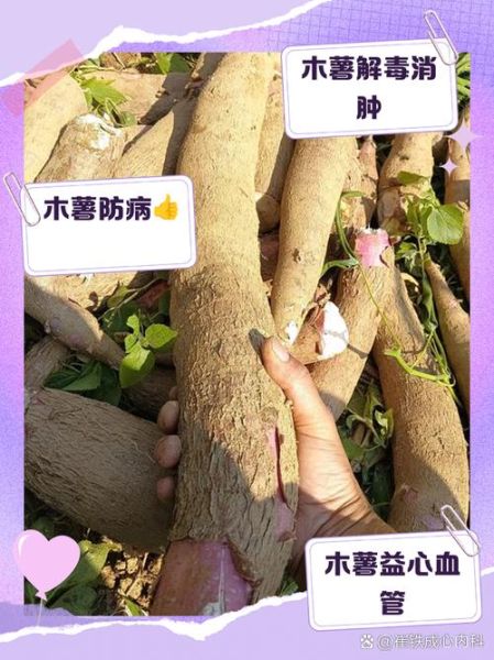 吃木薯有什么好处_木薯营养价值高吗-第2张图片-山城妙识