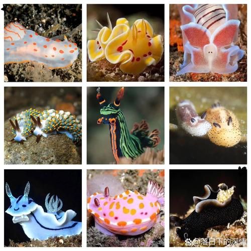 海兔种类有哪些_海兔有毒吗-第1张图片-山城妙识