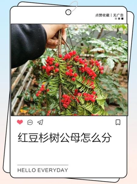 红豆杉图片大全大图_如何辨别真假红豆杉-第1张图片-山城妙识 红豆杉图片大全大图_如何辨别真假红豆杉-第1张图片-山城妙识