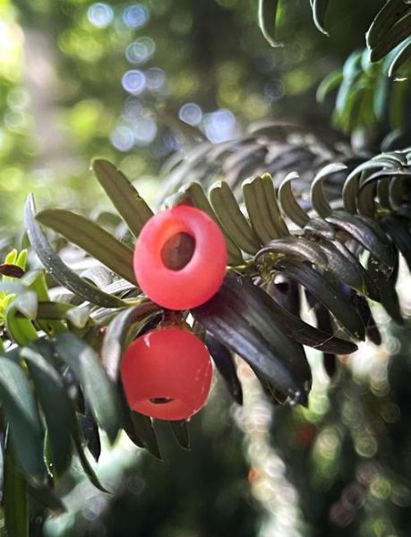 红豆杉图片大全大图_如何辨别真假红豆杉-第3张图片-山城妙识 红豆杉图片大全大图_如何辨别真假红豆杉-第3张图片-山城妙识