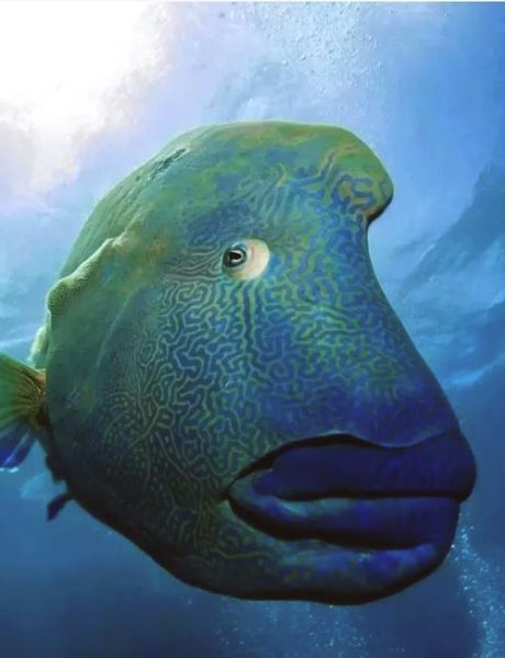 苏眉鱼多少钱一斤_苏眉鱼产地在哪里-第1张图片-山城妙识