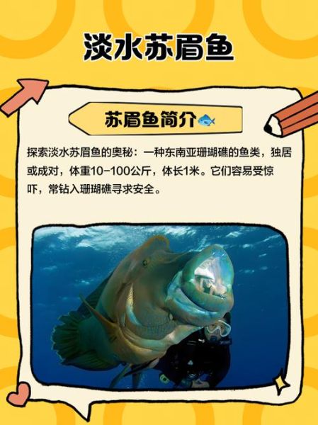 苏眉鱼多少钱一斤_苏眉鱼产地在哪里-第3张图片-山城妙识