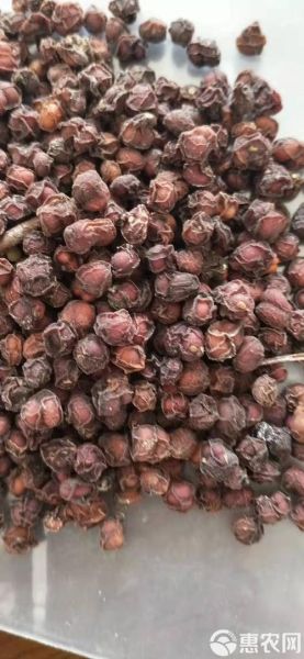 北五味子图片_如何辨别真假-第3张图片-山城妙识