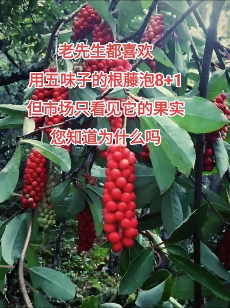 北五味子图片_如何辨别真假-第1张图片-山城妙识