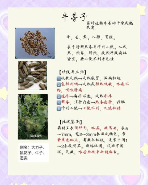 炒牛蒡子的功效与作用及禁忌_哪些人不能吃-第3张图片-山城妙识 炒牛蒡子的功效与作用及禁忌_哪些人不能吃-第3张图片-山城妙识