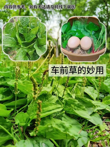 车前草怎么吃_车前草可以凉拌吗-第2张图片-山城妙识