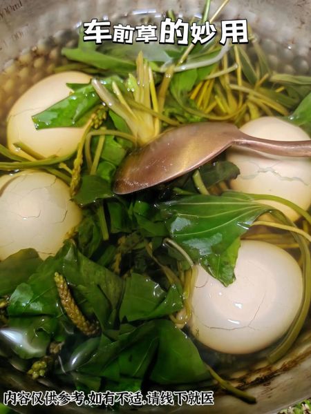 车前草怎么吃_车前草可以凉拌吗-第3张图片-山城妙识
