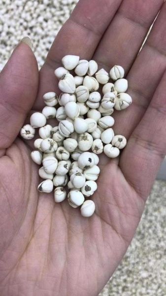 3克川贝大概几粒_川贝一次用量多少粒-第2张图片-山城妙识 3克川贝大概几粒_川贝一次用量多少粒-第2张图片-山城妙识